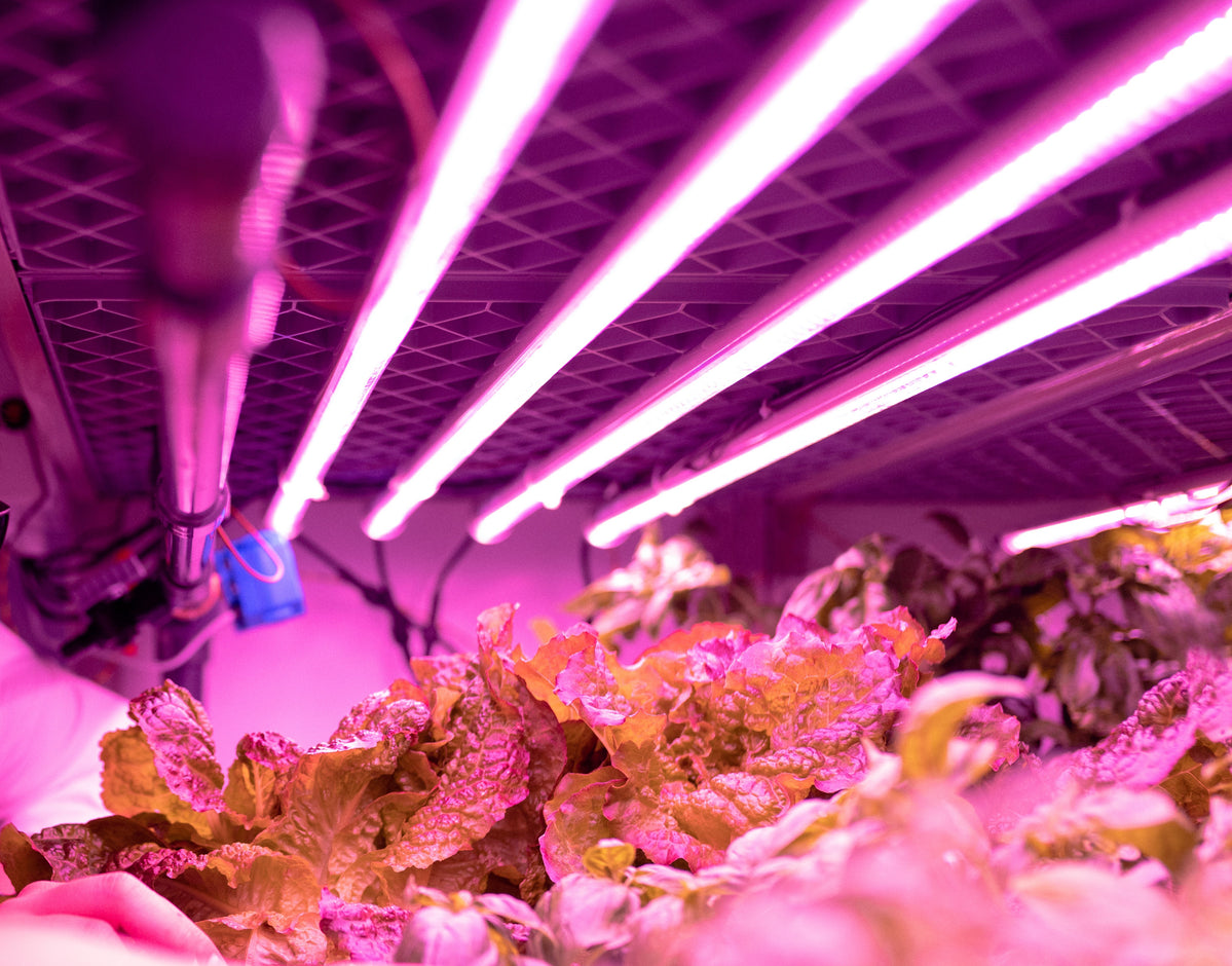 Choosing the Right Grow Lights for Your Indoor Farm — Altifarm Enverde