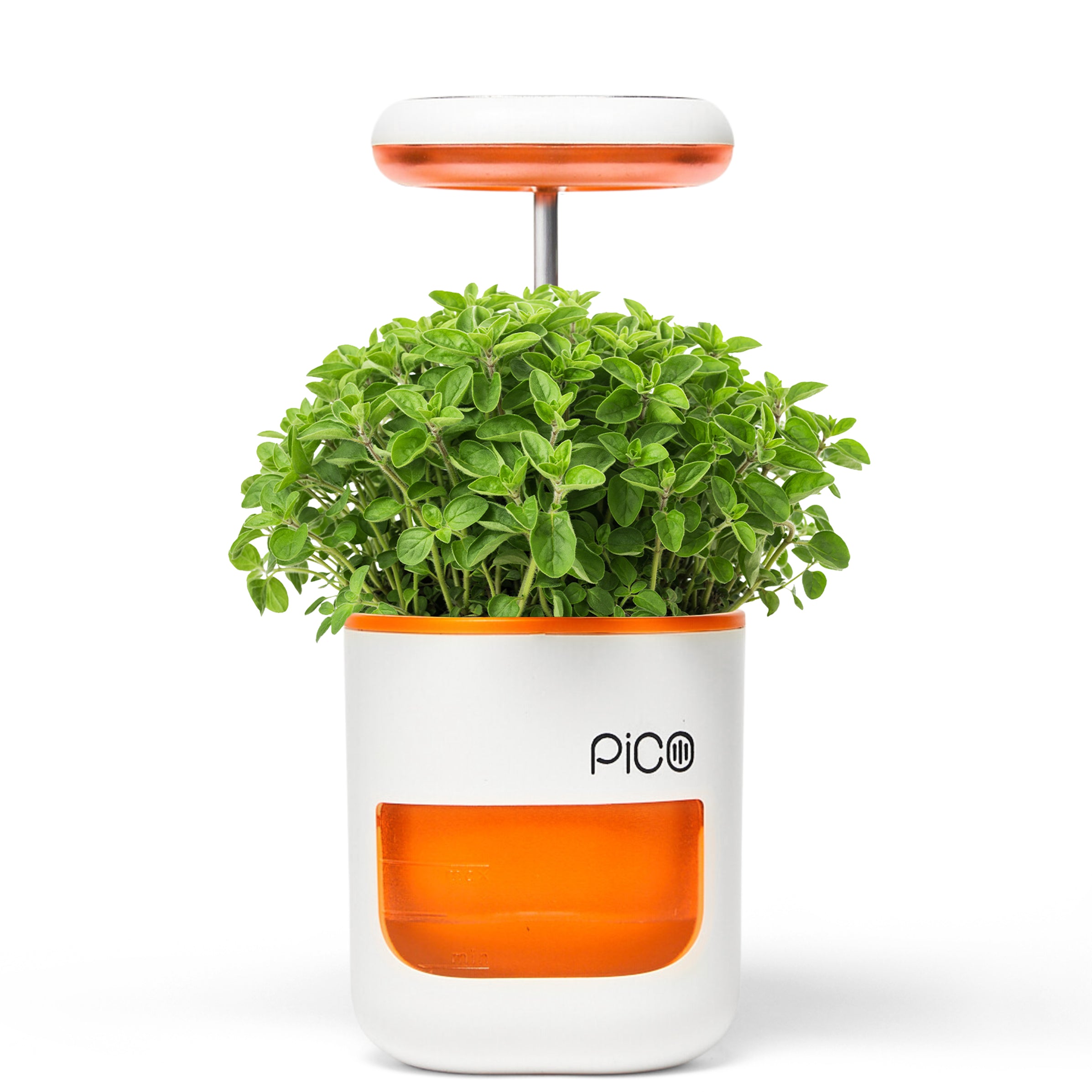 PICO | Pack of 1 - An Indoor Garden For Your Home And Office ...
